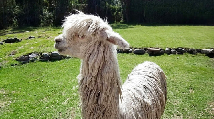 Suri Alpaca - A Rare Breed of New Zealand – Bonz